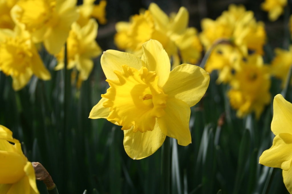 New Yorkers for Parks Kicks off 22nd Annual Daffodil Project ...