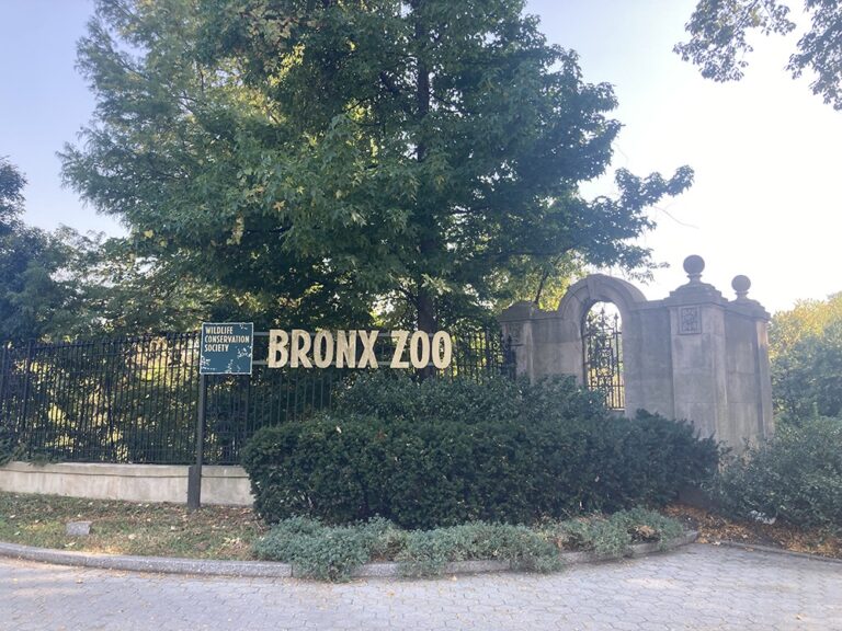 UPDATE Tomistoma Bites Male Worker’s Arm inside Bronx Zoo - Norwood News